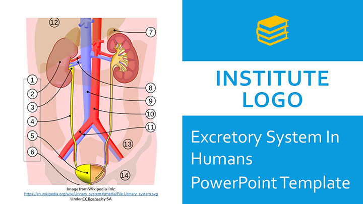 Free Excretory System PowerPoint Template : MyFreeSlides