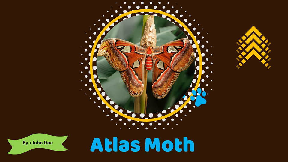 Atlas Moth Google Slides Themes : MyFreeSlides