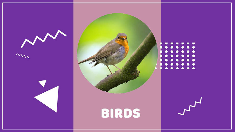 Free Endothermic Vertebrates Google Slides Themes and PowerPoint ...